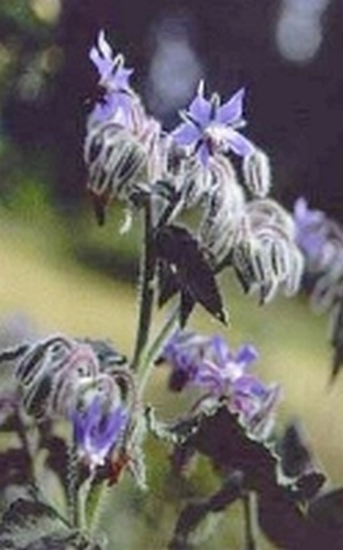 Bernagie olie koudgeperst uit zaden van Borago officinalis