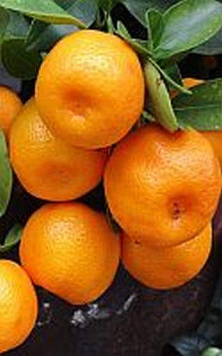 Groene Mandarijn olie uit schillen van Citrus reticulata