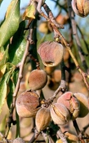 Bittere Amandel olie uit pitten van Prunus dulcis Amara